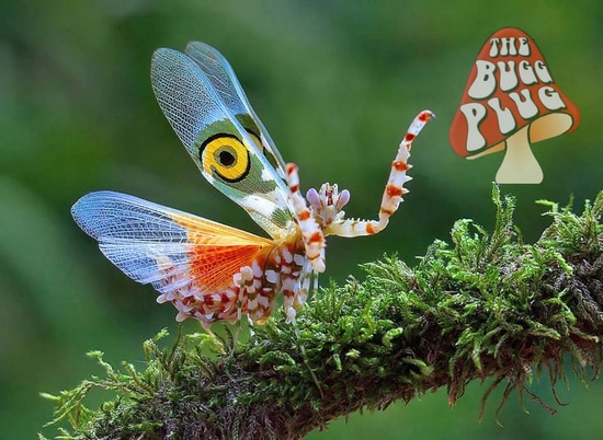 Spiny Flower Mantis ~ Pseudocrebotra Wahlbergii- Nymph L2 by The Bugg Plug