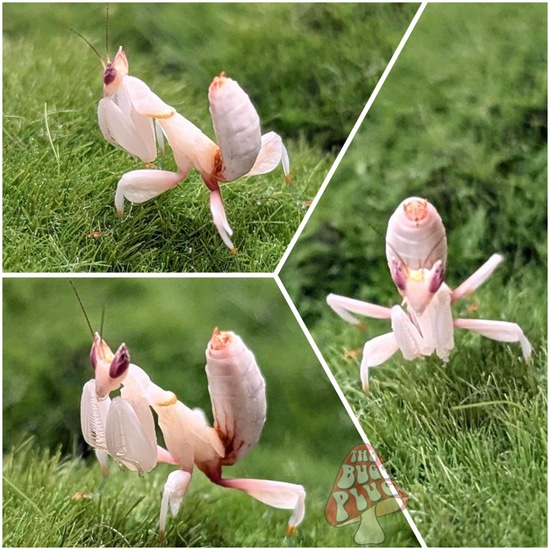 AMAZING RARE Orchid Mantis (Hymenopus Coronatus) ~ L2 by The Bugg Plug
