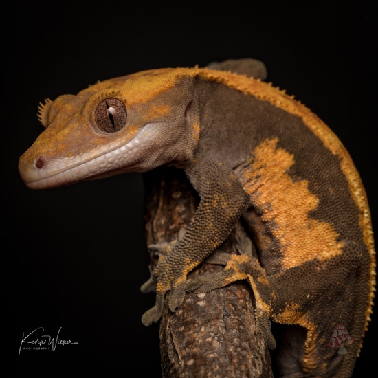 *#G41 Genetic Hypo Pinstripe Male (Amazing) Crested Gecko by The Bugg Plug