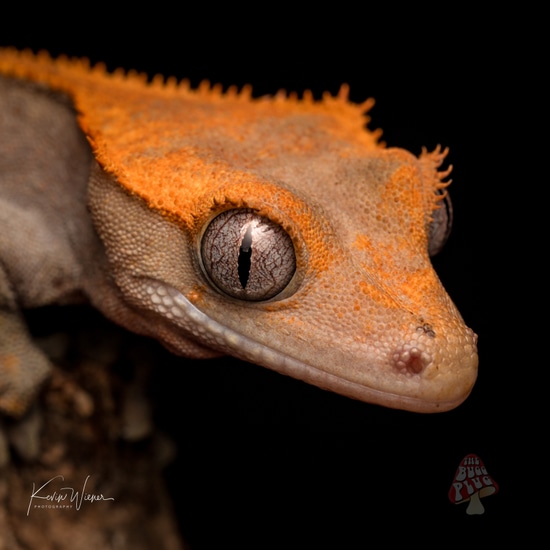 *#G38 Red&Black Genetic Hypo Dalmatian NPV Crested Gecko (Amazing) by ...