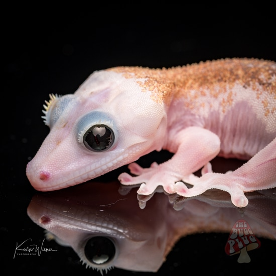 2024 Mack Leucistic 20g Male Crested Gecko by The Bugg Plug