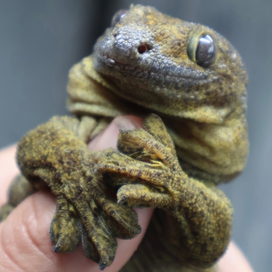 Ailuronyx Trachygaster – Ultra Rare Breeding Pair (Bronze Geckos) More ...