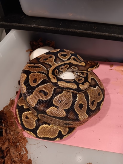 Gravel Het Clown Ball Python by Garner Genetics