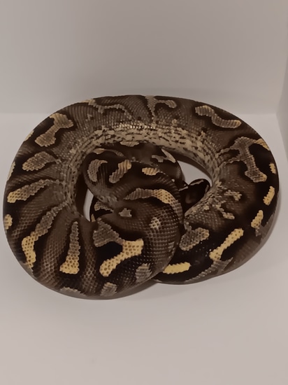 Super Asphalt Ball Python by Garner Genetics