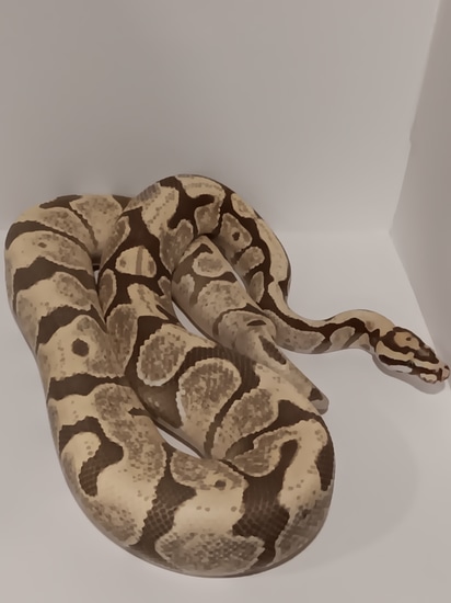 Enchi Spotnose Desert Ghost Het Clown Ball Python by Garner Genetics