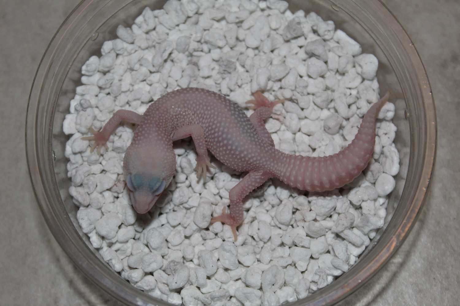 TSF Super Snow Raptor Poss White & Yellow Leopard Gecko by SB Geckos ...