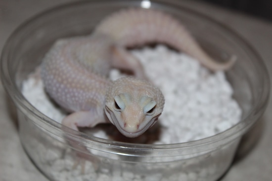 Female Super Snow Raptor Leopard Gecko by SB Geckos