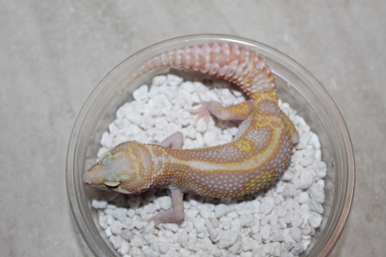 Female Mack Snow Raptor Leopard Gecko by SB Geckos - MorphMarket
