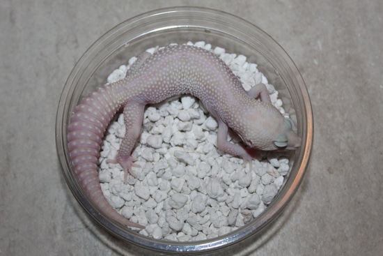 Male Super Snow Raptor Poss White & Yellow Leopard Gecko by SB Geckos