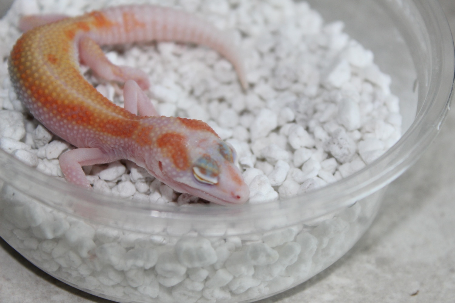 TSF White & Yellow Raptor Leopard Gecko by SB Geckos - MorphMarket