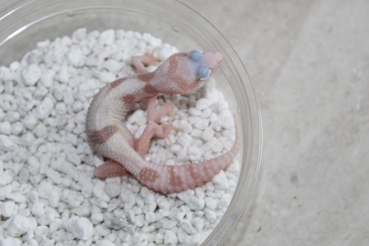 TSF White & Yellow Mack Snow Raptor Leopard Gecko by SB Geckos ...