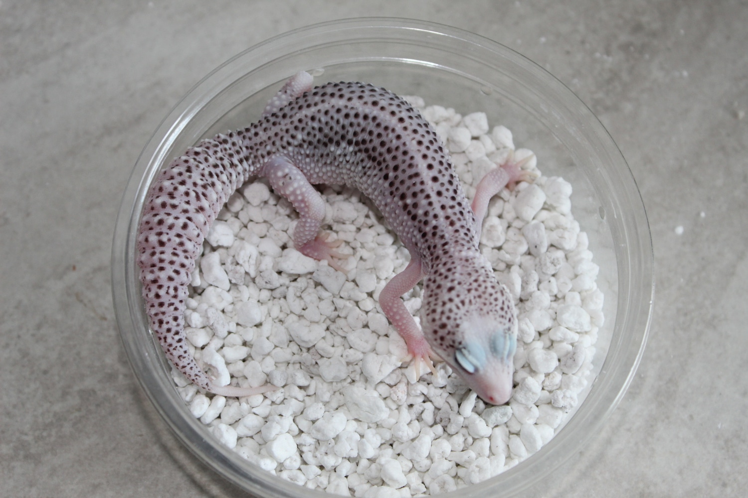 Female Super Snow Eclipse 25% Het Tremper Leopard Gecko by SB Geckos ...