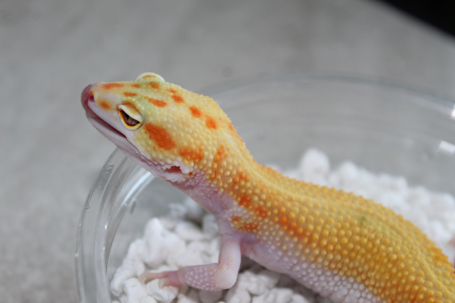 TSF White & Yellow Rainwater Eclipse Leopard Gecko by SB Geckos ...
