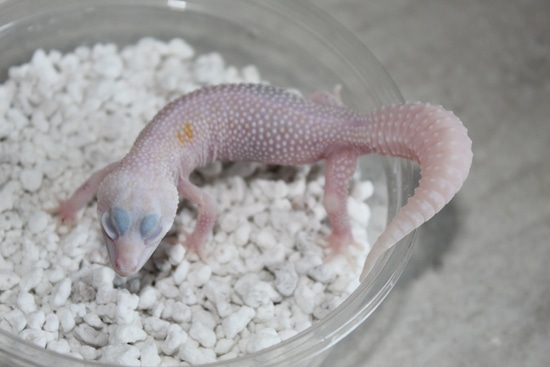 TSM Super Snow Raptor Leopard Gecko by SB Geckos