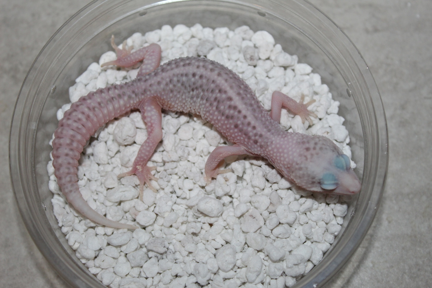 TSF Super Snow Eclipse 25% Het Tremper Leopard Gecko by SB Geckos ...