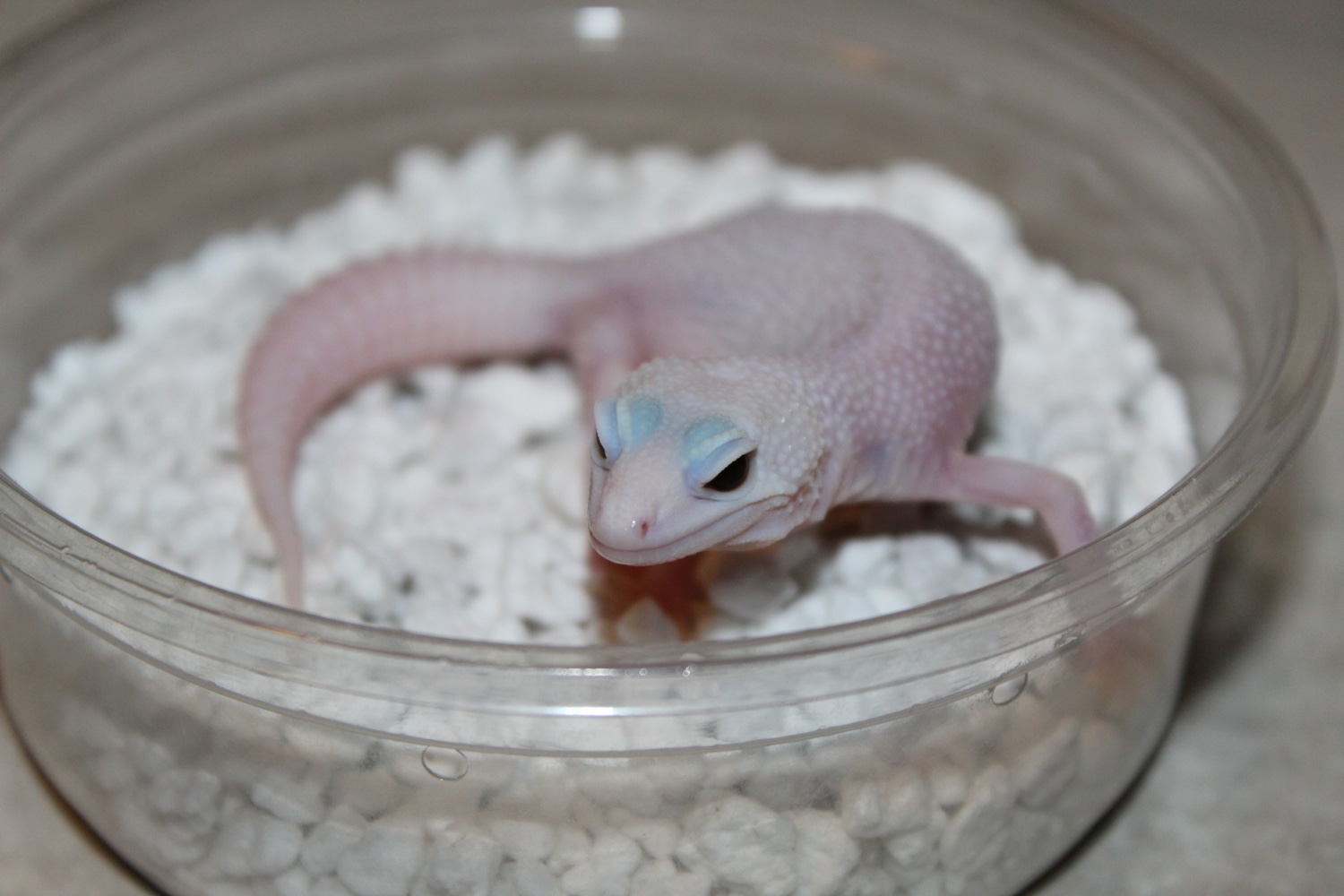 TSF White & Yellow Super Snow Rainwater Eclipse Leopard Gecko by SB ...