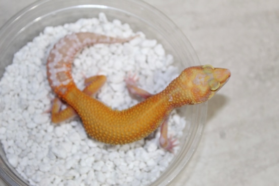TSF Raptor Leopard Gecko by SB Geckos