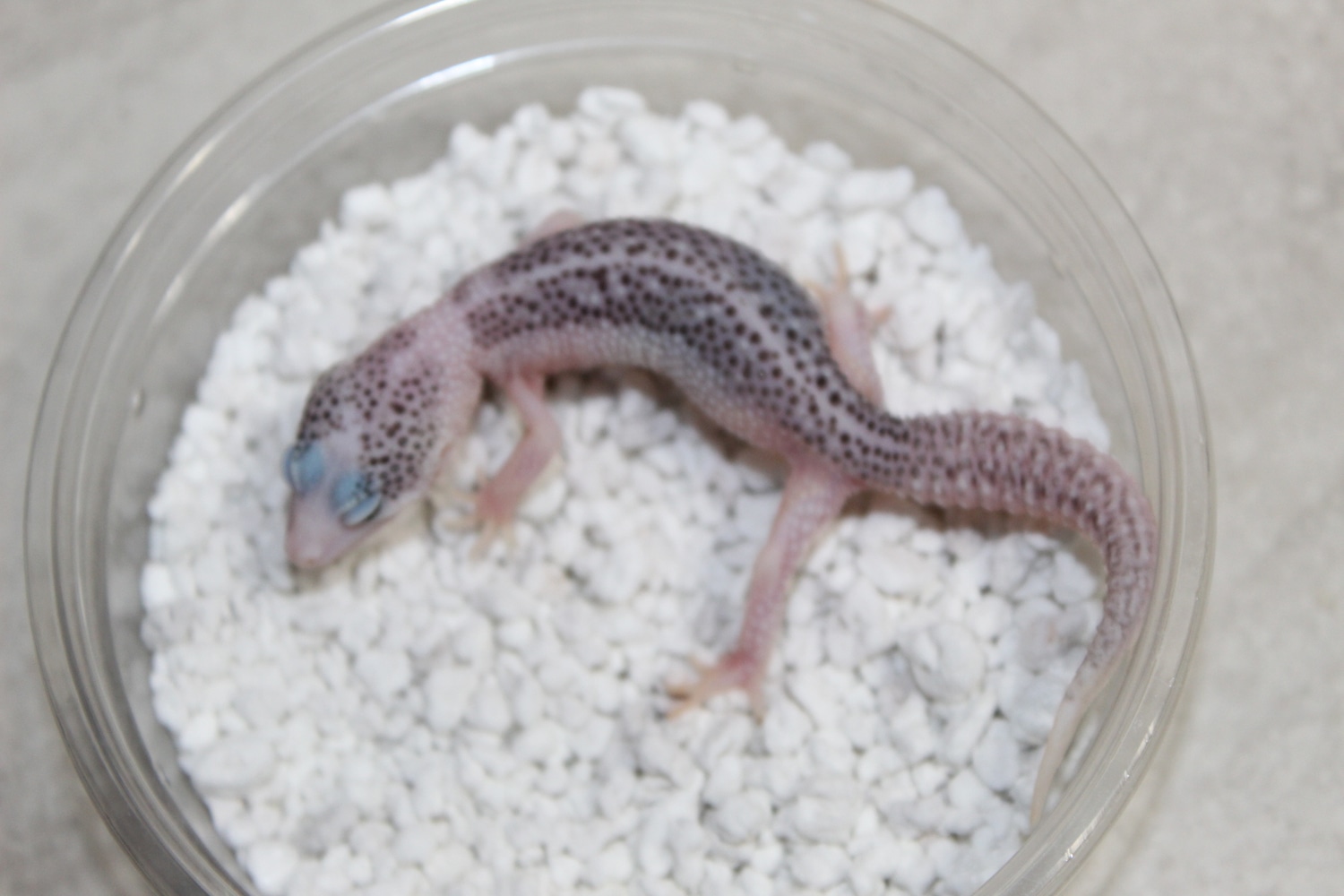 TSF Super Snow Eclipse 25% Het Tremper Leopard Gecko by SB Geckos ...