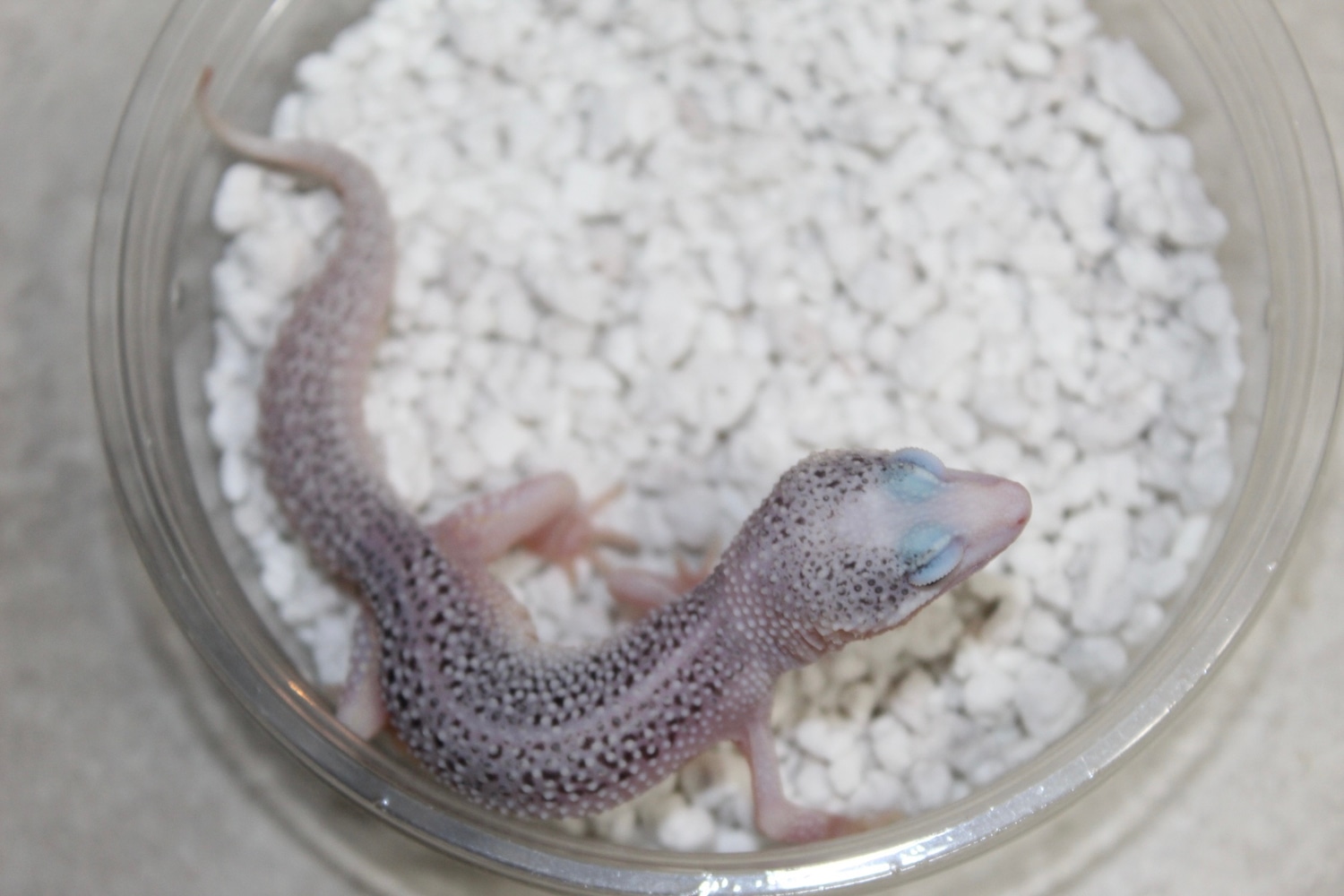 TSM Super Snow Eclipse 25% Het Tremper Leopard Gecko by SB Geckos ...