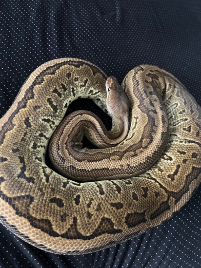 Cinnamon Pinstripe Proven Breeder Ball Python by Superlative Sam's Snakes