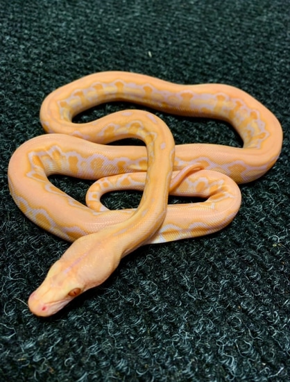 Dwarf Lavender Tiger Pos Het Anery Reticulated Python by Anunnaki Exotics