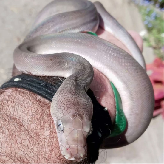 Super Motley Anery 100% Het Albino/Snow Pos. GC Pos. Tiger SD/Dwarf ...