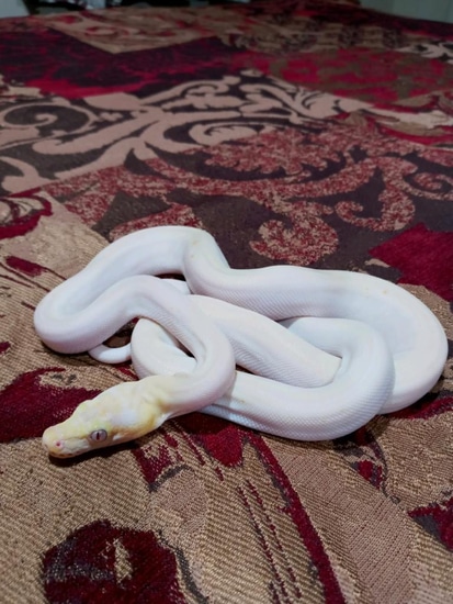 Super Motley Albino (Purple/lavender) Possible GC/Tiger/Snow Superdwarf ...