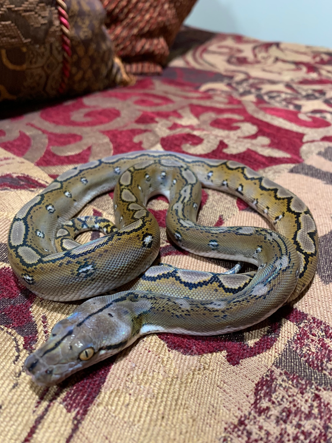 Dwarf/SD Motley 100% Het Albino Pos Het Anery Reticulated Python by ...