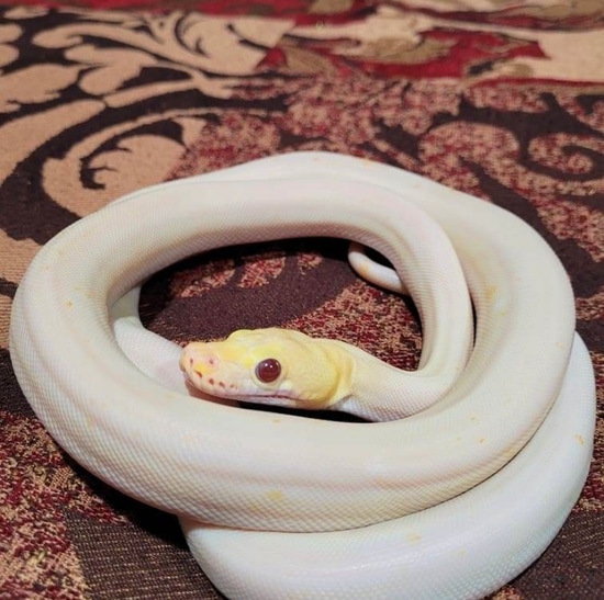 Dwarf Super Motley Albino Possible GC Possible Tiger Pos Het Anery ...