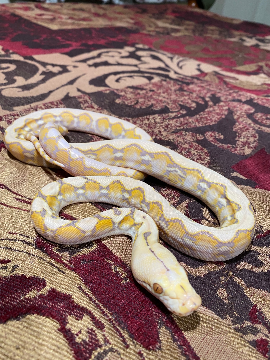 Superdwarf/ Dwarf Purple Albino Tiger Pos Het Anery Reticulated Python ...