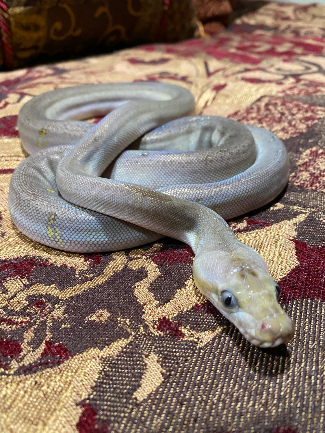 Dwarf/SD Super Motley Goldenchild Probable Tiger Pos Anery/ Het Anery ...