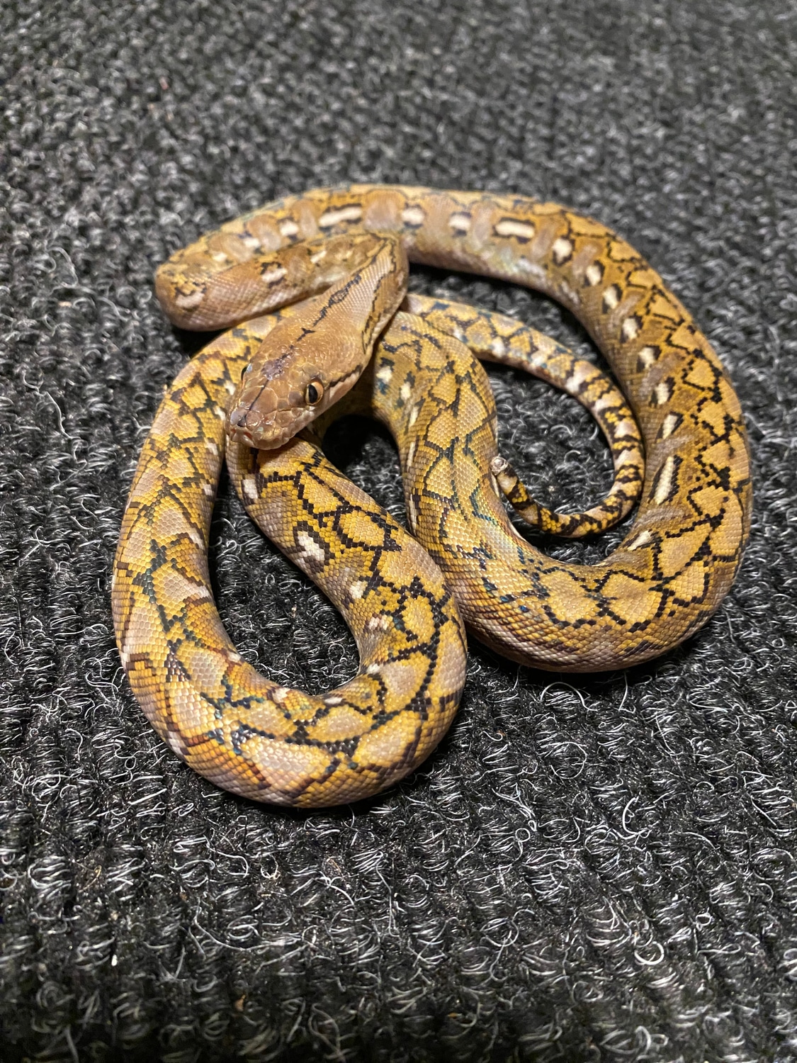 100% Pure TK Kalatoa Superdwarf Reticulated Python by Anunnaki Exotics ...