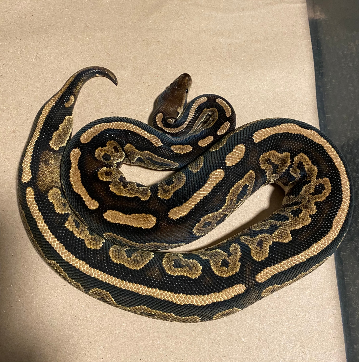 Mahogany 100% Het Pied Ball Python by Anunnaki Exotics - MorphMarket