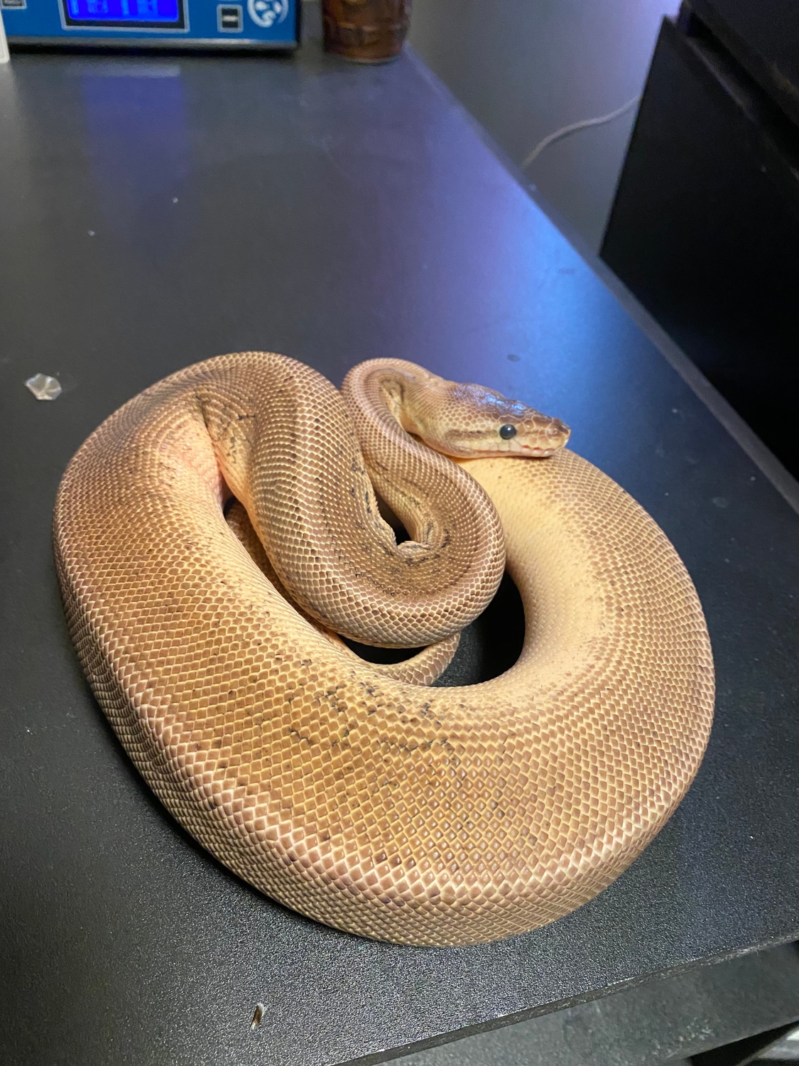 Pastel Cinnamon Pinstripe 100% Het Pied Ball Python by Anunnaki Exotics ...