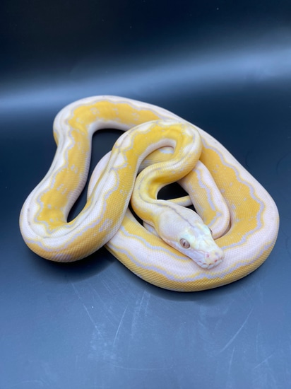 Dwarf Purple Albino Motley Tiger 66% Het Anery (Snow) 37.5% Kalatoa 12. ...