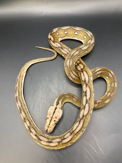 Dwarf Motley Tiger 100% Het Albino 66% Het Anery (Snow) 37.5% Kalaotoa ...