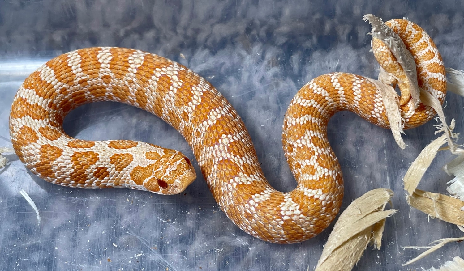 2022 Male Extreme Red Albino Western Hognose by Hognose Queen LLC ...