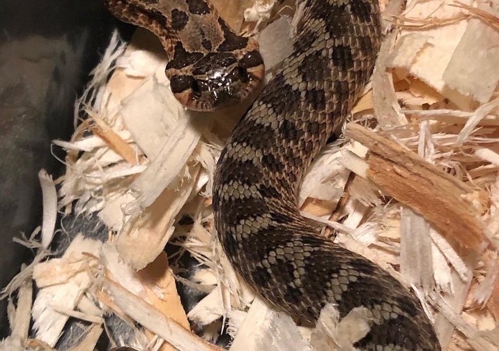 ADULT Male Sable Het Toffee Western Hognose by Hognose Queen LLC ...