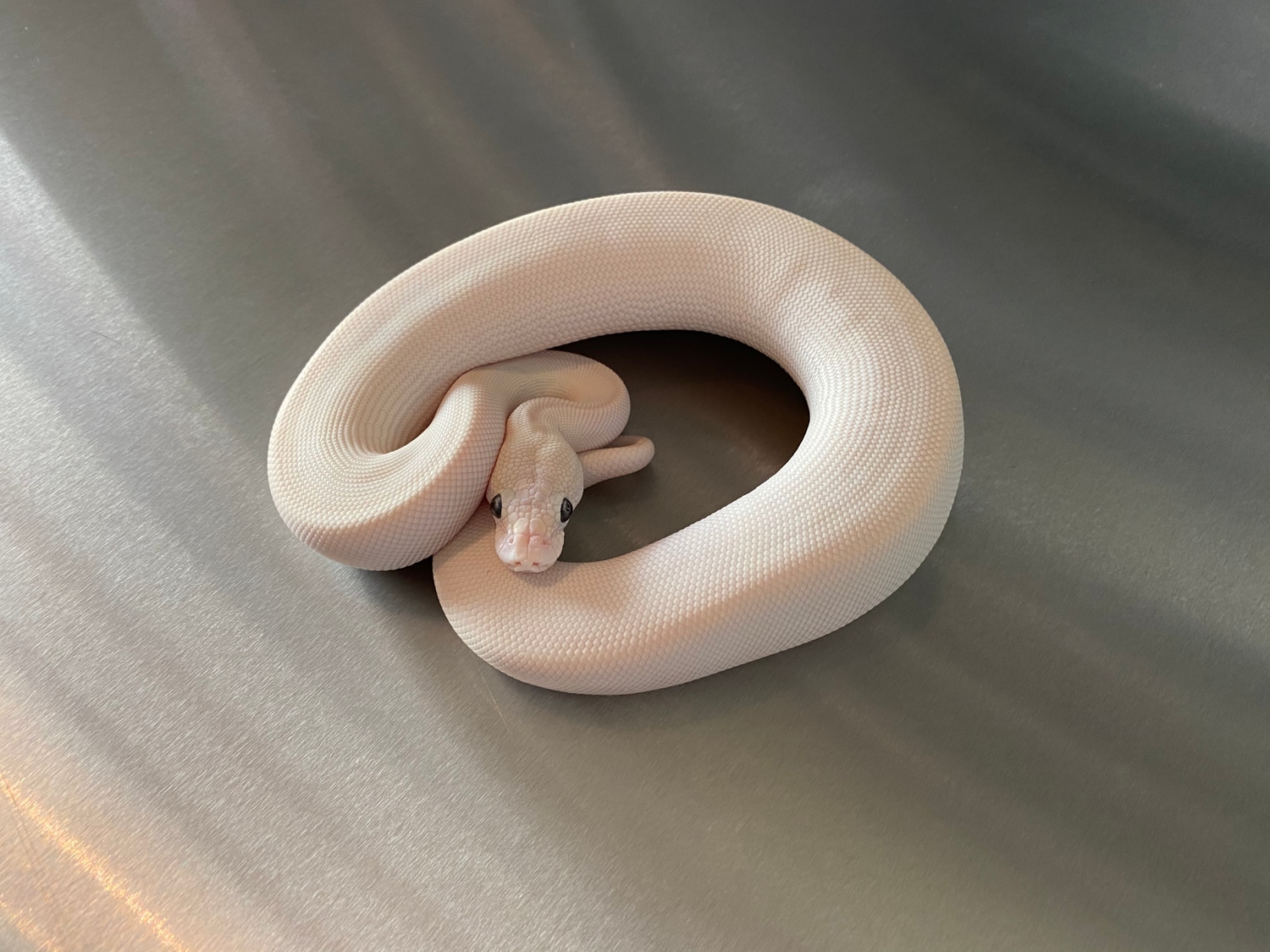 Butter Mojave Ball Python by SteveO's Ball Pythons - MorphMarket