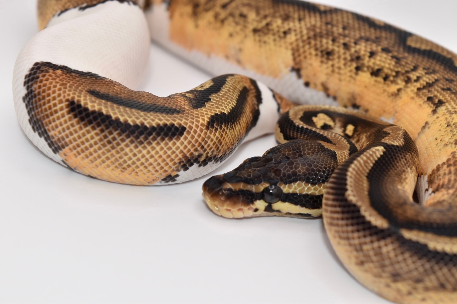 Pastel Pied Ball Python by Studio Reptiles - MorphMarket