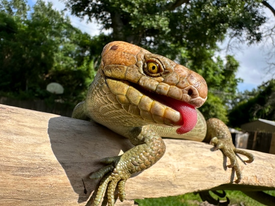 LTC Prehensile-tailed Skink Monkey-Tailed Skink by Cypress State Reptiles