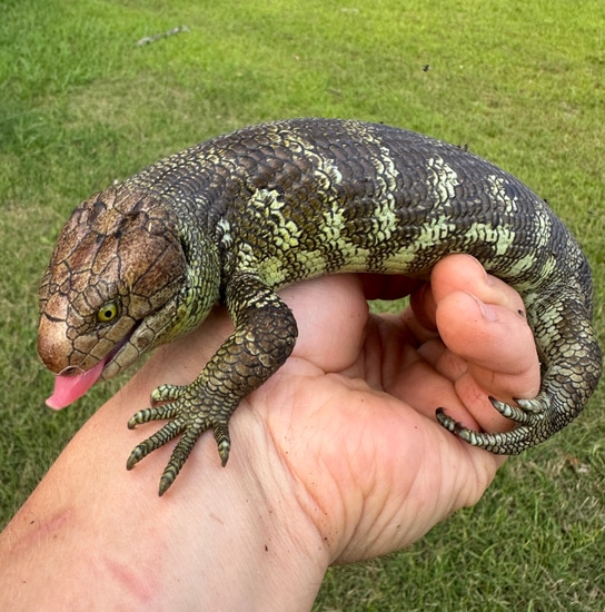 24’ USCBB Prehensile-tailed Skink Monkey-Tailed Skink by Cypress State ...
