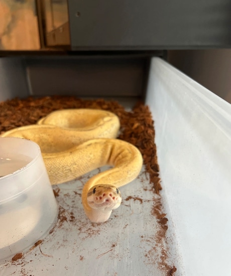 0.1 Super Spark Proven Breeder Ball Python by Dex's Colubrids