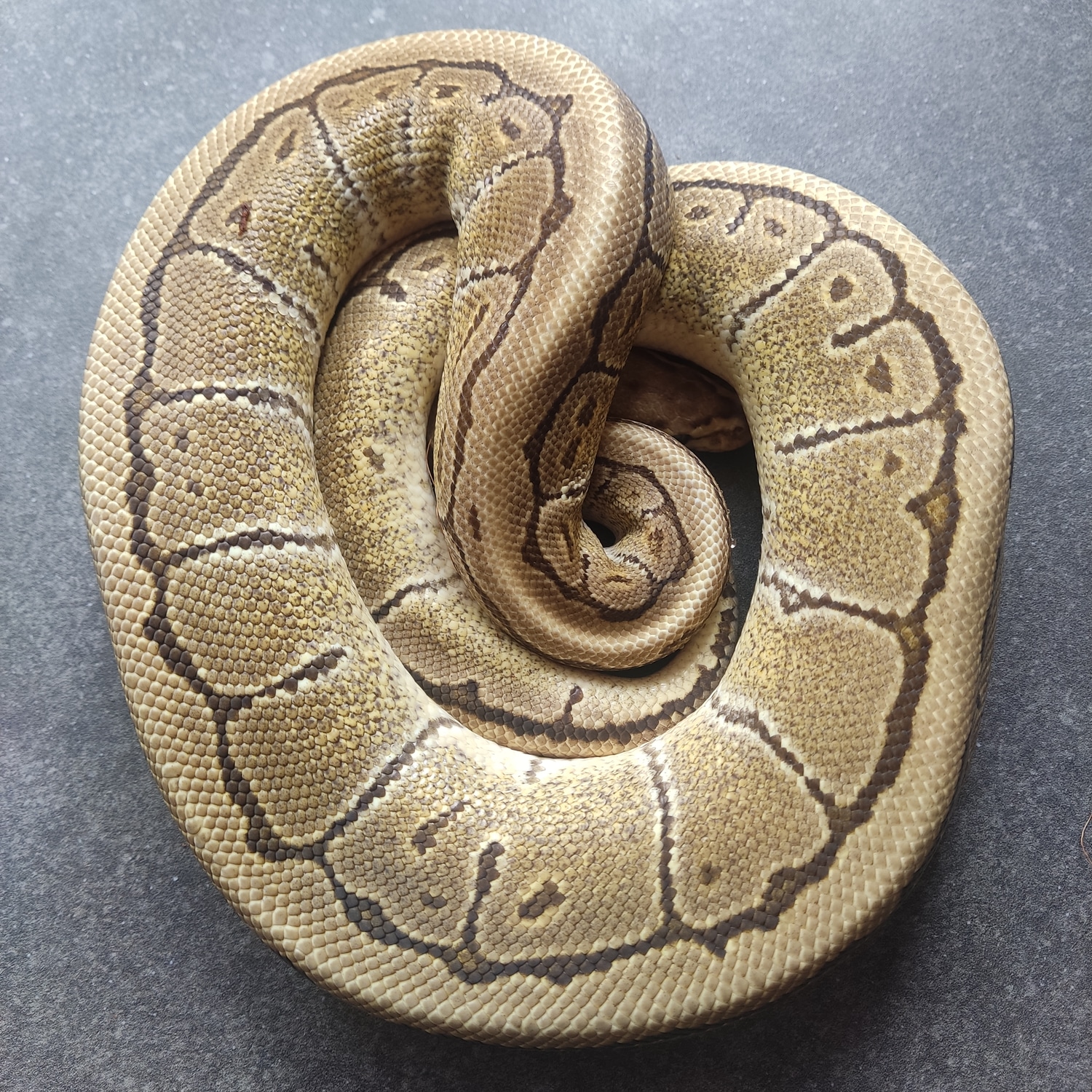 Fire Pinstripe 100% Het Clown Ball Python by SBUK - MorphMarket