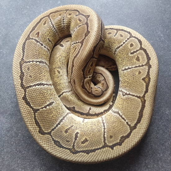 Fire Pinstripe 100% Het Clown Ball Python by SBUK