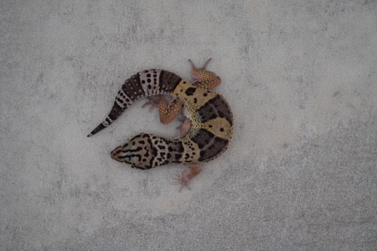 Melanistic Leopard Gecko by SC Reptiles