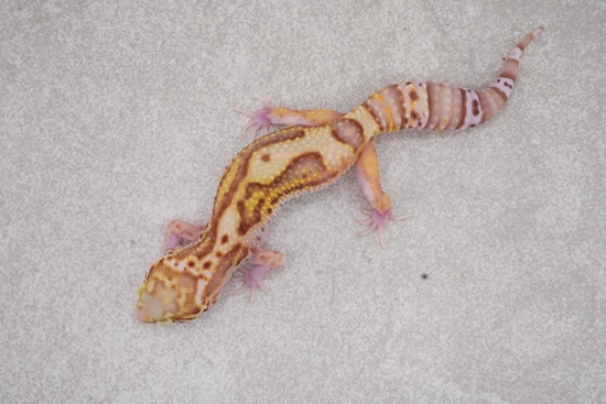 Lavender Gem Snow Radar Leopard Gecko by SC Reptiles
