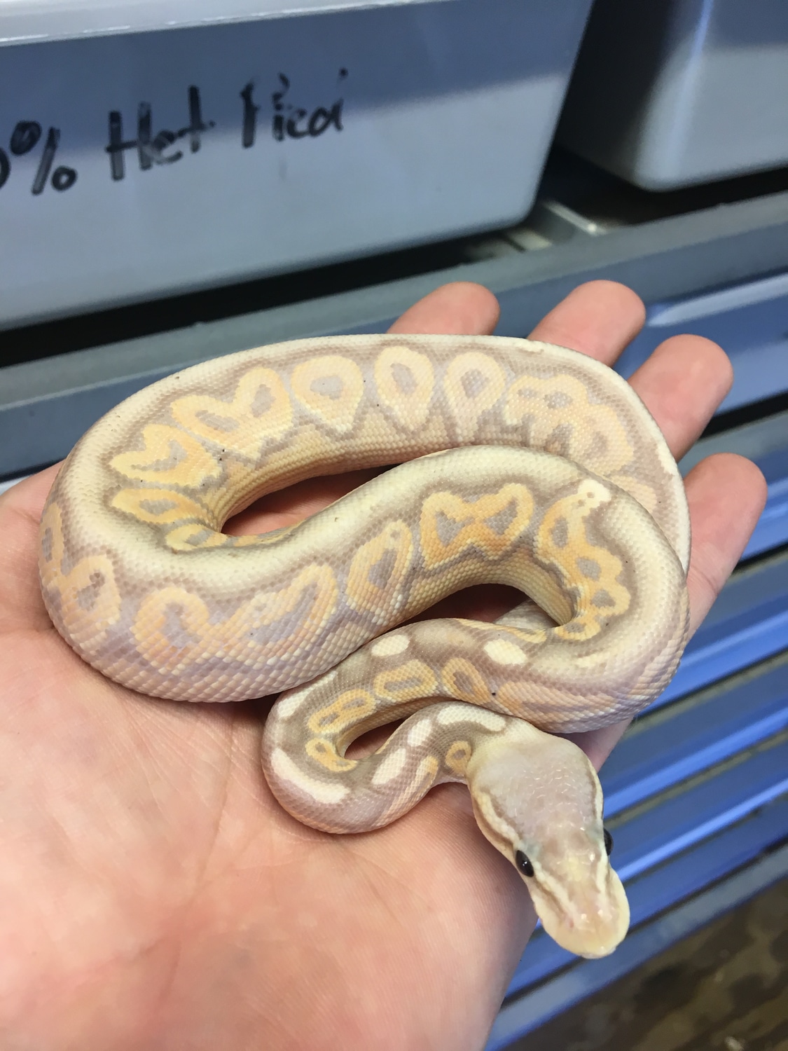 Cinnamon Banana Ball Python by SC Pythons - MorphMarket