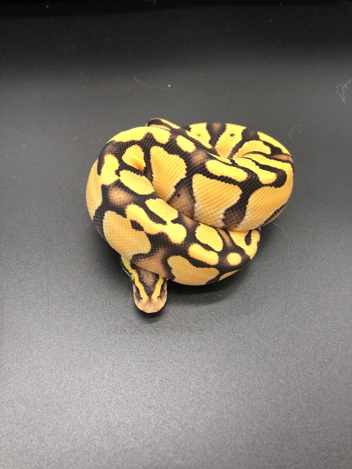 Enchi Desert Ghost Ball Python by SC Pythons - MorphMarket