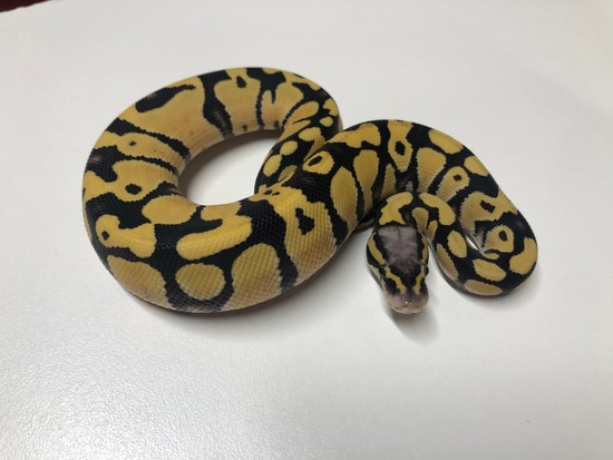 Pastel Desert Ghost Ball Python by SC Pythons